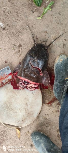 塘虱怎么读_塘虱是什么鱼-第2张图片-山城妙识