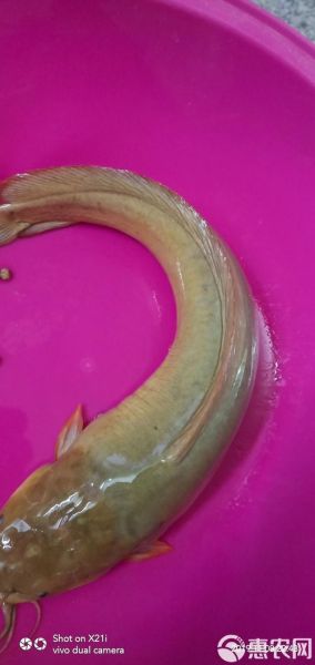 塘虱怎么读_塘虱是什么鱼-第1张图片-山城妙识