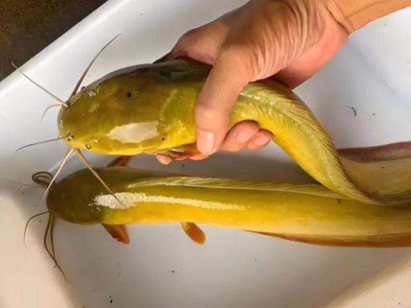 塘虱怎么读_塘虱是什么鱼-第3张图片-山城妙识