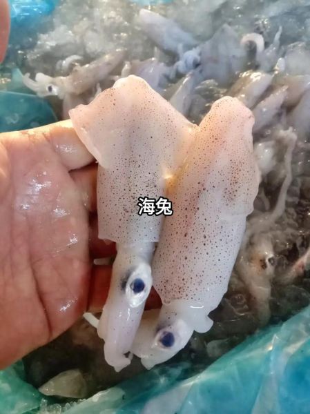 海兔是什么东西_海兔图片长什么样-第1张图片-山城妙识 海兔是什么东西_海兔图片长什么样-第1张图片-山城妙识