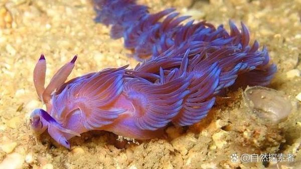 海兔是什么东西_海兔图片长什么样-第3张图片-山城妙识 海兔是什么东西_海兔图片长什么样-第3张图片-山城妙识