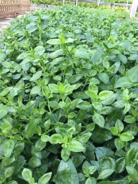 穿心莲图片大全大图_穿心莲长什么样-第1张图片-山城妙识 穿心莲图片大全大图_穿心莲长什么样-第1张图片-山城妙识