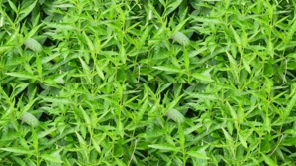 穿心莲图片大全大图_穿心莲长什么样-第2张图片-山城妙识 穿心莲图片大全大图_穿心莲长什么样-第2张图片-山城妙识