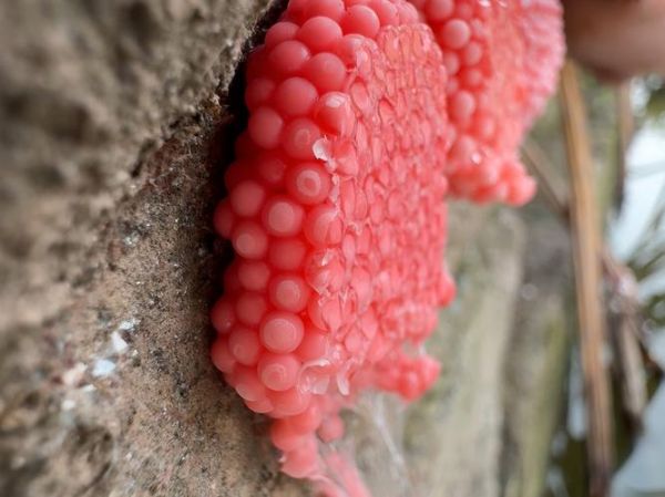 福寿螺的卵有毒吗_福寿螺卵怎么清除-第1张图片-山城妙识 福寿螺的卵有毒吗_福寿螺卵怎么清除-第1张图片-山城妙识