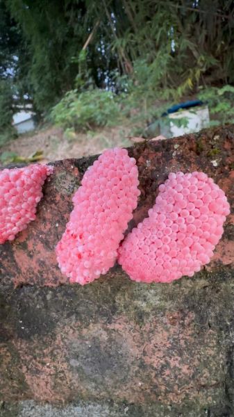 福寿螺的卵有毒吗_福寿螺卵怎么清除-第3张图片-山城妙识 福寿螺的卵有毒吗_福寿螺卵怎么清除-第3张图片-山城妙识