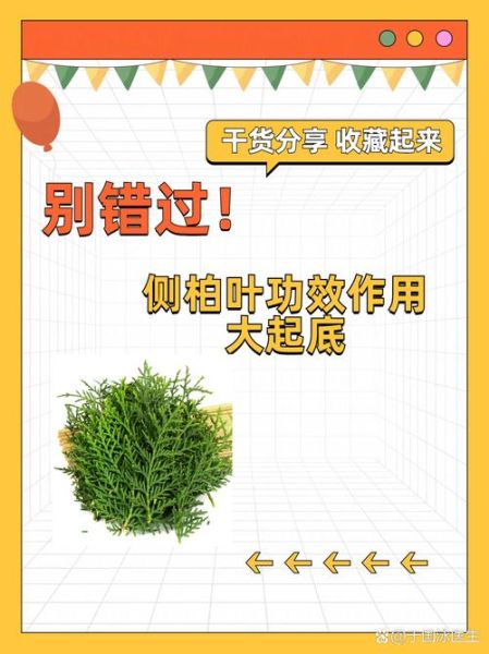 生侧柏叶的功效与作用_生侧柏叶能生发吗-第1张图片-山城妙识 生侧柏叶的功效与作用_生侧柏叶能生发吗-第1张图片-山城妙识