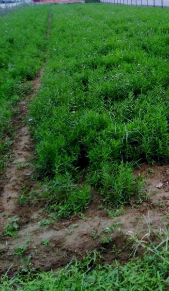 银条菜图片长什么样_银条菜怎么做好吃-第3张图片-山城妙识