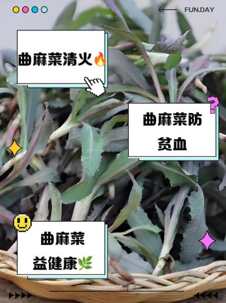 曲麻菜的功效与作用_曲麻菜怎么吃最好-第2张图片-山城妙识 曲麻菜的功效与作用_曲麻菜怎么吃最好-第2张图片-山城妙识