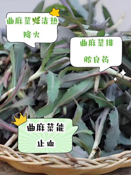 曲麻菜的功效与作用_曲麻菜怎么吃最好-第1张图片-山城妙识 曲麻菜的功效与作用_曲麻菜怎么吃最好-第1张图片-山城妙识