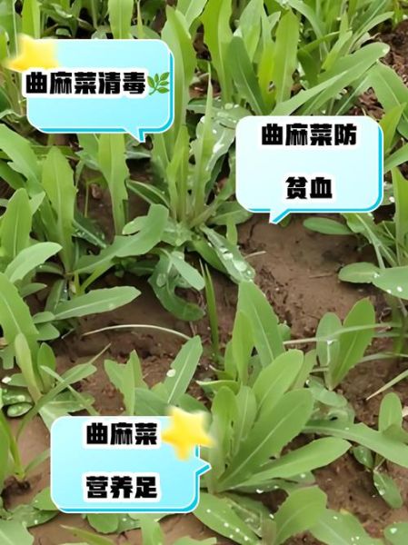 曲麻菜的功效与作用_曲麻菜怎么吃最好-第3张图片-山城妙识 曲麻菜的功效与作用_曲麻菜怎么吃最好-第3张图片-山城妙识