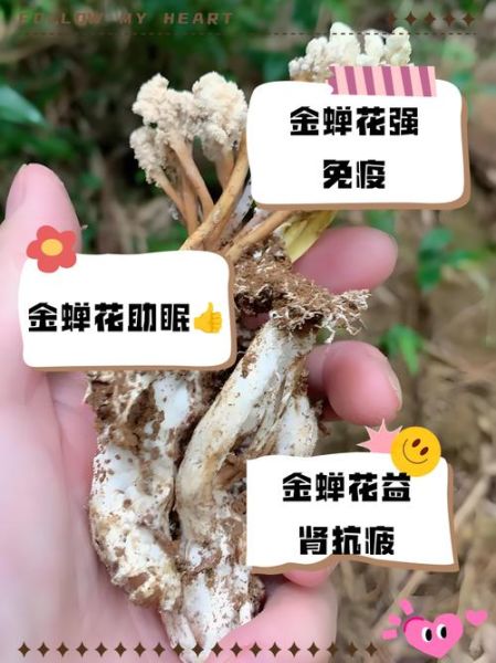 金蝉花怎么吃_金蝉花食用禁忌-第1张图片-山城妙识 金蝉花怎么吃_金蝉花食用禁忌-第1张图片-山城妙识