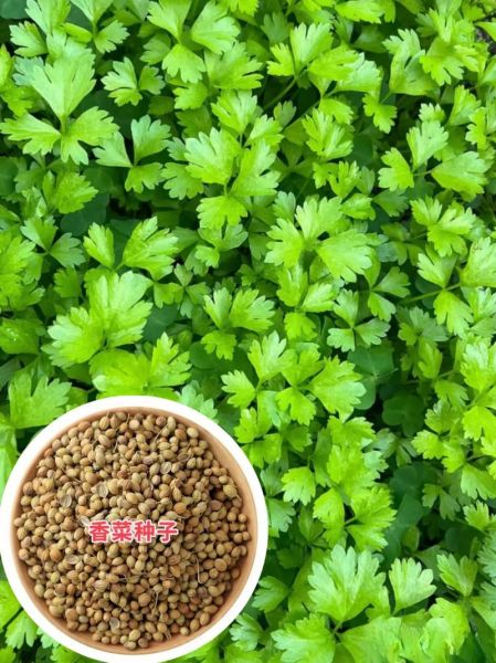 香菜图片大全大图高清_如何挑选新鲜香菜-第1张图片-山城妙识