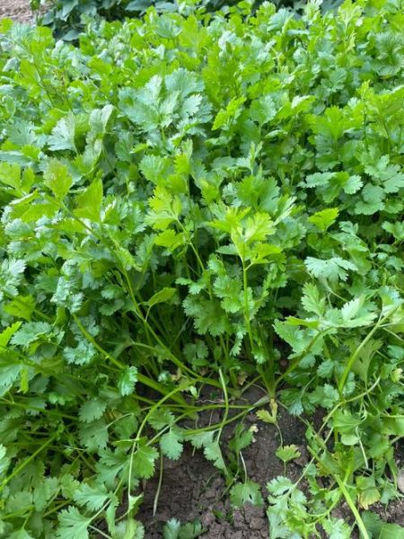 香菜图片大全大图高清_如何挑选新鲜香菜-第3张图片-山城妙识