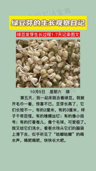 绿豆发芽需要几天_绿豆发芽第一天到第三天变化-第3张图片-山城妙识
