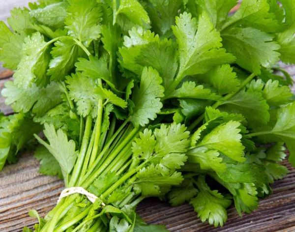 香菜图片大全大图高清_如何挑选新鲜香菜-第2张图片-山城妙识