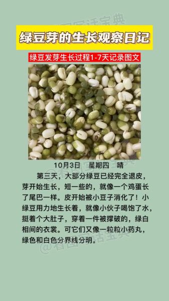 绿豆发芽需要几天_绿豆发芽第一天到第三天变化-第2张图片-山城妙识