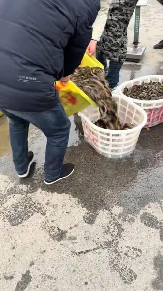 泥鳅打窝泥鳅不跑吗_泥鳅打窝的正确方法-第1张图片-山城妙识 泥鳅打窝泥鳅不跑吗_泥鳅打窝的正确方法-第1张图片-山城妙识