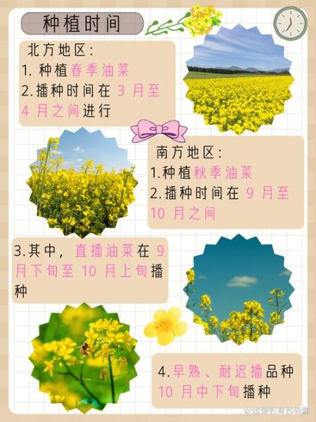 小油菜什么时候播种_小油菜种植技术与管理-第1张图片-山城妙识 小油菜什么时候播种_小油菜种植技术与管理-第1张图片-山城妙识