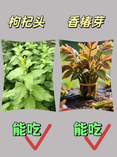 农村常见野菜有哪些_如何辨别可食用野菜-第2张图片-山城妙识 农村常见野菜有哪些_如何辨别可食用野菜-第2张图片-山城妙识