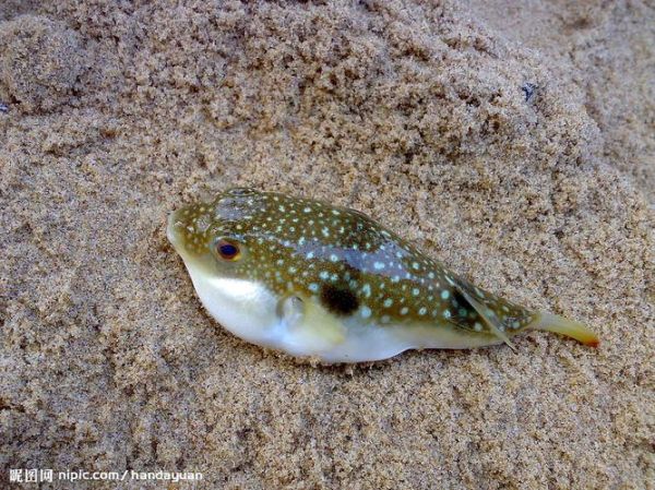 河豚毒素1克多少钱_河豚毒素价格查询-第3张图片-山城妙识 河豚毒素1克多少钱_河豚毒素价格查询-第3张图片-山城妙识