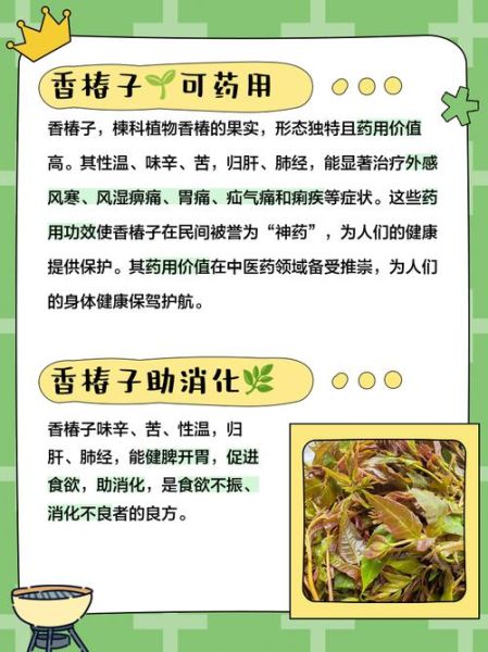 香椿子有什么功效_香椿子副作用有哪些-第1张图片-山城妙识 香椿子有什么功效_香椿子副作用有哪些-第1张图片-山城妙识