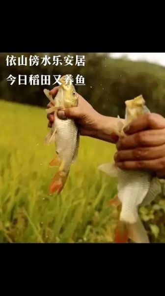 稻花鱼养殖方法_稻花鱼养殖技术要点-第3张图片-山城妙识 稻花鱼养殖方法_稻花鱼养殖技术要点-第3张图片-山城妙识