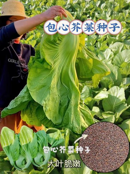 包菜种子怎么种_包菜种子几天发芽-第2张图片-山城妙识 包菜种子怎么种_包菜种子几天发芽-第2张图片-山城妙识