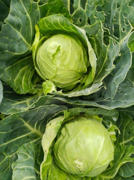 包菜种子怎么种_包菜种子几天发芽-第3张图片-山城妙识 包菜种子怎么种_包菜种子几天发芽-第3张图片-山城妙识