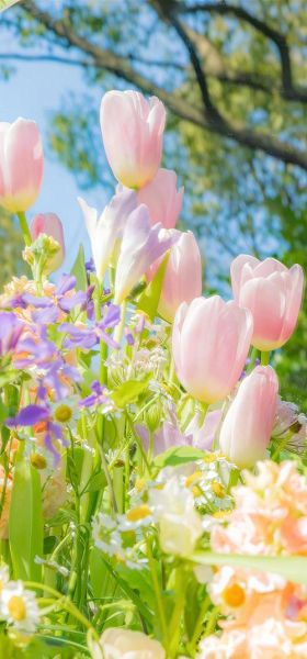 花图片大全鲜花唯美_如何用手机拍出大片感-第1张图片-山城妙识 花图片大全鲜花唯美_如何用手机拍出大片感-第1张图片-山城妙识