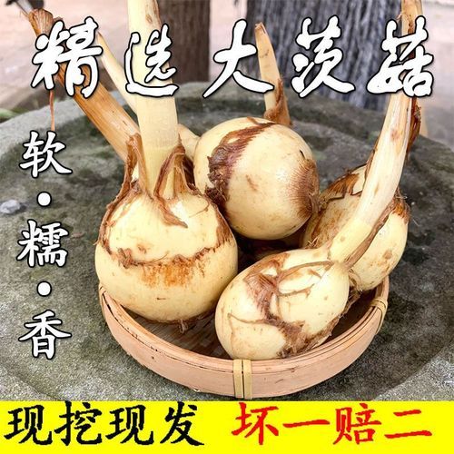 茨菰拼音怎么读_茨菰和荸荠区别在哪-第3张图片-山城妙识 茨菰拼音怎么读_茨菰和荸荠区别在哪-第3张图片-山城妙识