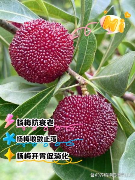 吃杨梅有什么好处和禁忌_哪些人不能吃杨梅-第1张图片-山城妙识