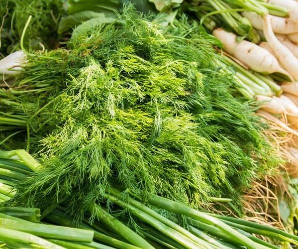 回香菜图片_回香菜长什么样-第1张图片-山城妙识 回香菜图片_回香菜长什么样-第1张图片-山城妙识