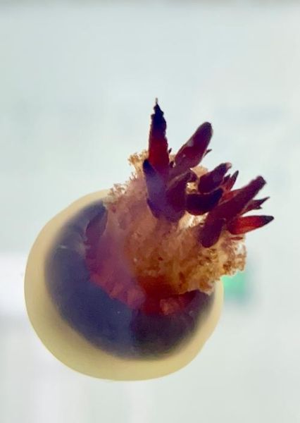 海蜇什么人不能吃_海蜇过敏症状有哪些-第3张图片-山城妙识 海蜇什么人不能吃_海蜇过敏症状有哪些-第3张图片-山城妙识