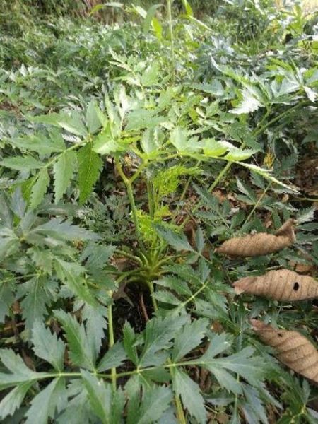 川芎的功效与作用_川芎能治疗哪些疾病-第3张图片-山城妙识