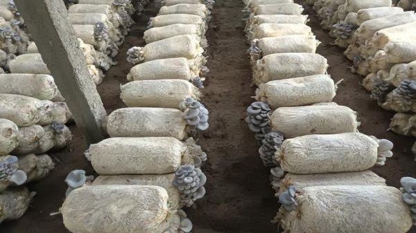 平菇栽培技术_平菇出菇慢怎么办-第2张图片-山城妙识