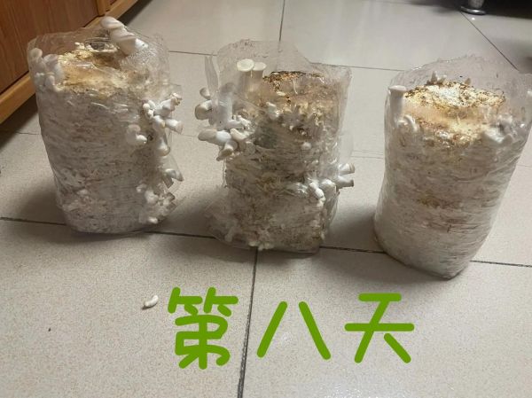 平菇栽培技术_平菇出菇慢怎么办-第1张图片-山城妙识