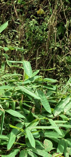 粽子叶是竹子叶吗_粽叶和竹叶区别-第1张图片-山城妙识 粽子叶是竹子叶吗_粽叶和竹叶区别-第1张图片-山城妙识