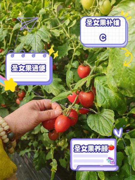 圣女果的功效与作用_圣女果的禁忌人群有哪些-第3张图片-山城妙识 圣女果的功效与作用_圣女果的禁忌人群有哪些-第3张图片-山城妙识