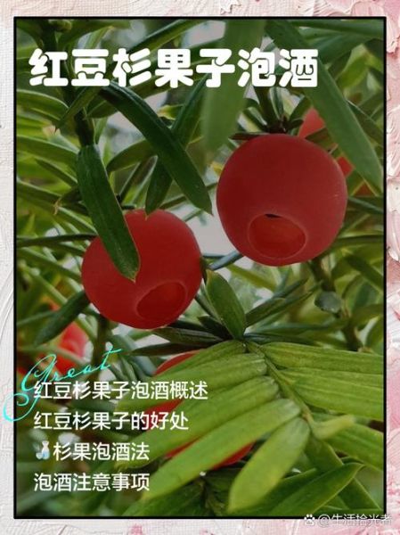 红豆杉泡酒怎么泡_红豆杉泡酒配方比例-第2张图片-山城妙识