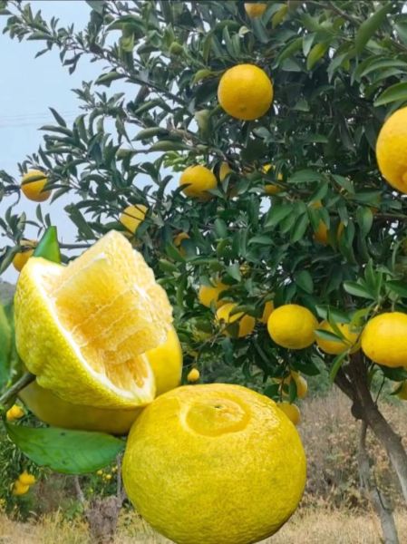 湘西特产水果有哪些_湘西水果什么时候最好吃-第3张图片-山城妙识 湘西特产水果有哪些_湘西水果什么时候最好吃-第3张图片-山城妙识