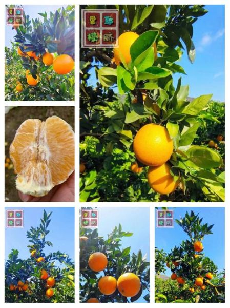 湘西特产水果有哪些_湘西水果什么时候最好吃-第1张图片-山城妙识 湘西特产水果有哪些_湘西水果什么时候最好吃-第1张图片-山城妙识