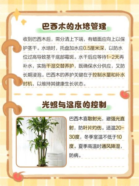 巴西木怎么养才能发芽_巴西木多久能发芽-第1张图片-山城妙识
