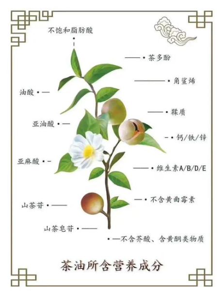 茶油外用的功效有哪些_怎么用效果最好-第2张图片-山城妙识 茶油外用的功效有哪些_怎么用效果最好-第2张图片-山城妙识