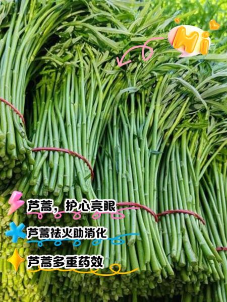 芦蒿的营养价值及功效_芦蒿怎么吃最营养-第2张图片-山城妙识 芦蒿的营养价值及功效_芦蒿怎么吃最营养-第2张图片-山城妙识