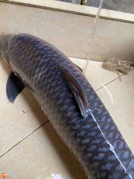 青鱼图片_青鱼长什么样-第2张图片-山城妙识