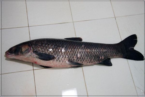 青鱼图片_青鱼长什么样-第3张图片-山城妙识