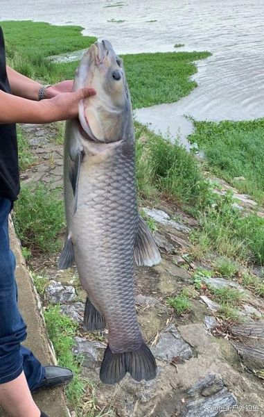 青鱼图片_青鱼长什么样-第1张图片-山城妙识