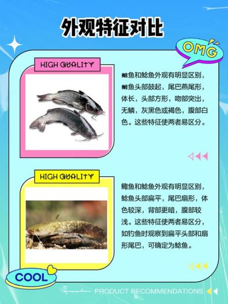 塘鲺和鲶鱼哪个更脏_塘鲺和鲶鱼区别-第2张图片-山城妙识 塘鲺和鲶鱼哪个更脏_塘鲺和鲶鱼区别-第2张图片-山城妙识