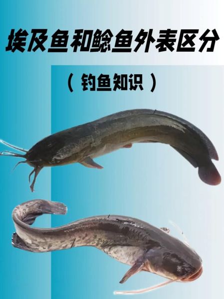 塘鲺和鲶鱼哪个更脏_塘鲺和鲶鱼区别-第1张图片-山城妙识 塘鲺和鲶鱼哪个更脏_塘鲺和鲶鱼区别-第1张图片-山城妙识