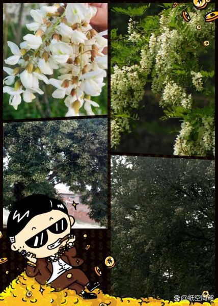 刺槐和国槐的区别_如何一眼分辨-第2张图片-山城妙识